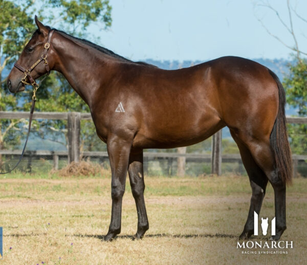 Monarch’s Thoroughbred Stables | Rising Stars of Australian Racing