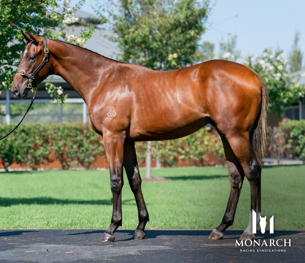 Monarch’s Thoroughbred Stables | Rising Stars of Australian Racing