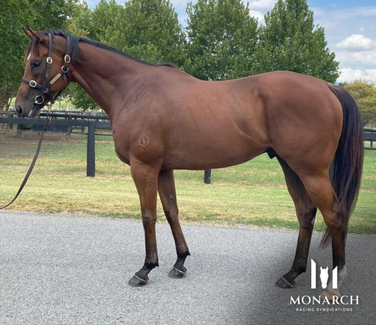 Monarch’s Thoroughbred Stables | Rising Stars of Australian Racing