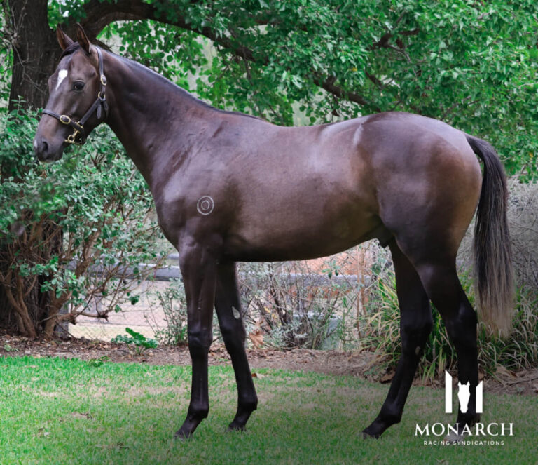 Monarch’s Thoroughbred Stables | Rising Stars of Australian Racing