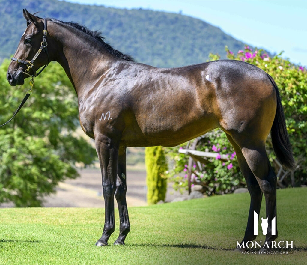 Lean Mean Machine x Purple Carat Filly | Monarch Racing Syndications